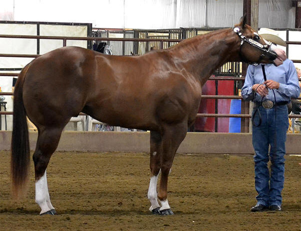 Double L Acres' DC Legacy, APHA/AQHA Halter Horse, World Champion Producer